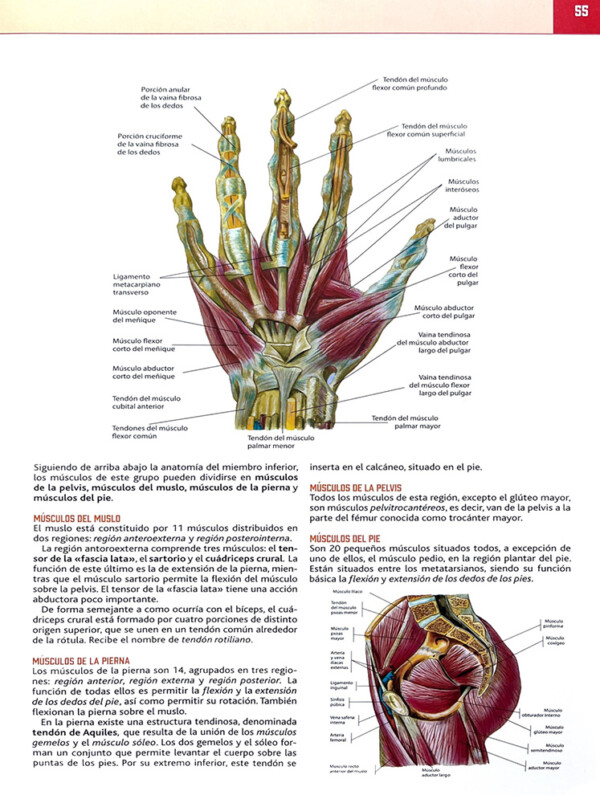 Atlas de Anatomía: El Cuerpo Humano y la Salud - Libros MX