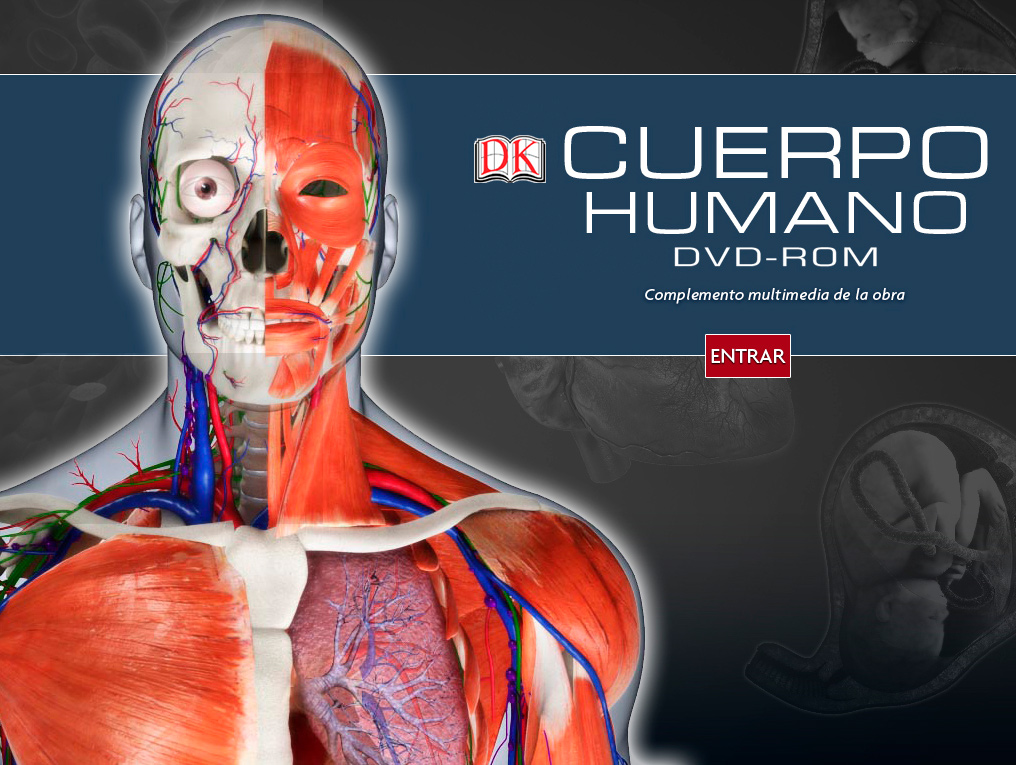 Dvd Anatomia Del Cuerpo Humano Modelo De Anatomía Del Cuerpo Humano